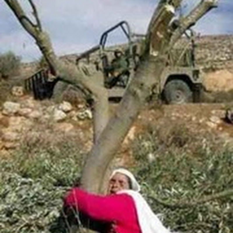 Egyptian Chronicles: The Nakba Memorial